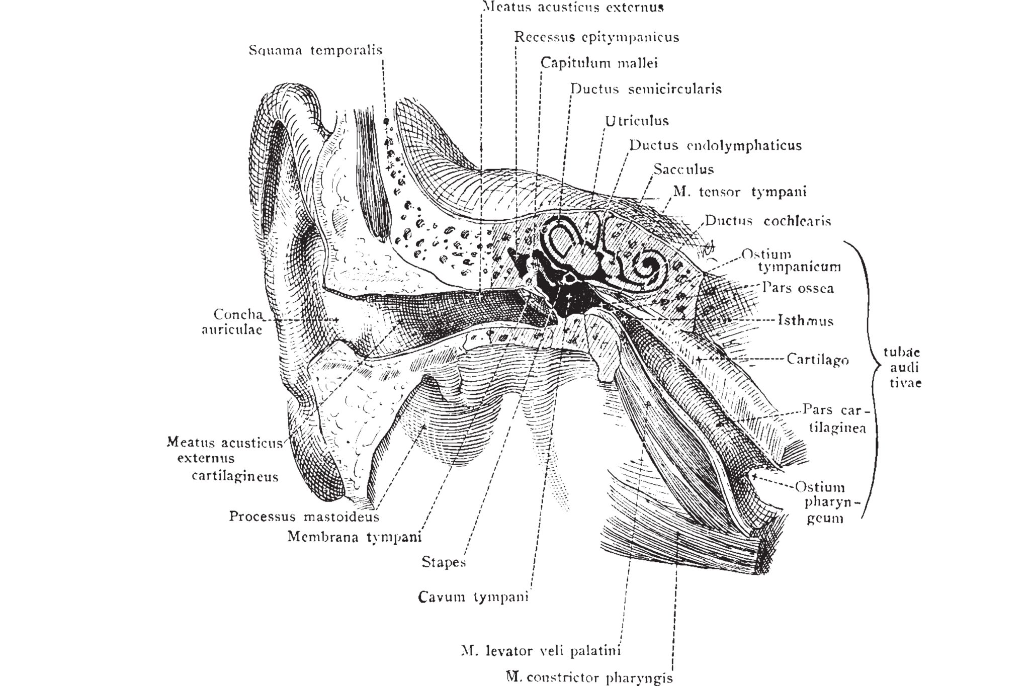 IVRT® - Perilymphfistel: Symptome, Diagnose & Behandlung