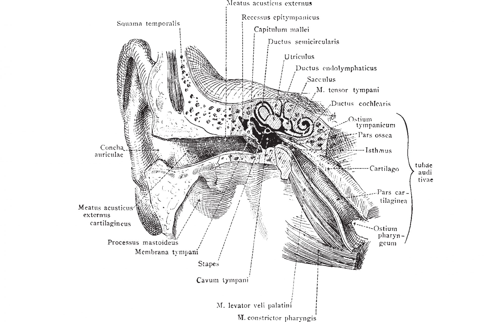 IVRT® - Perilymphfistel: Symptome, Diagnose & Behandlung